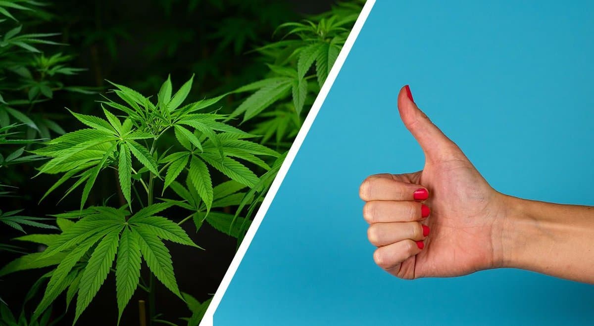 Australians believe cannabis is one of the least dangerous drugs to the ...
