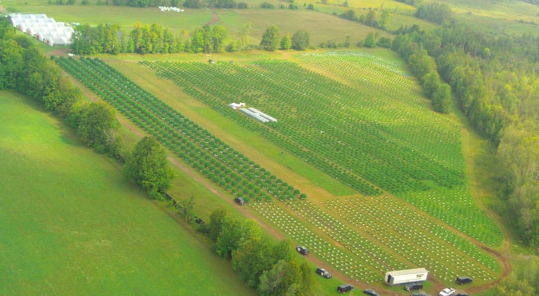 Canadian police crackdown on contraband cannabis | International ...