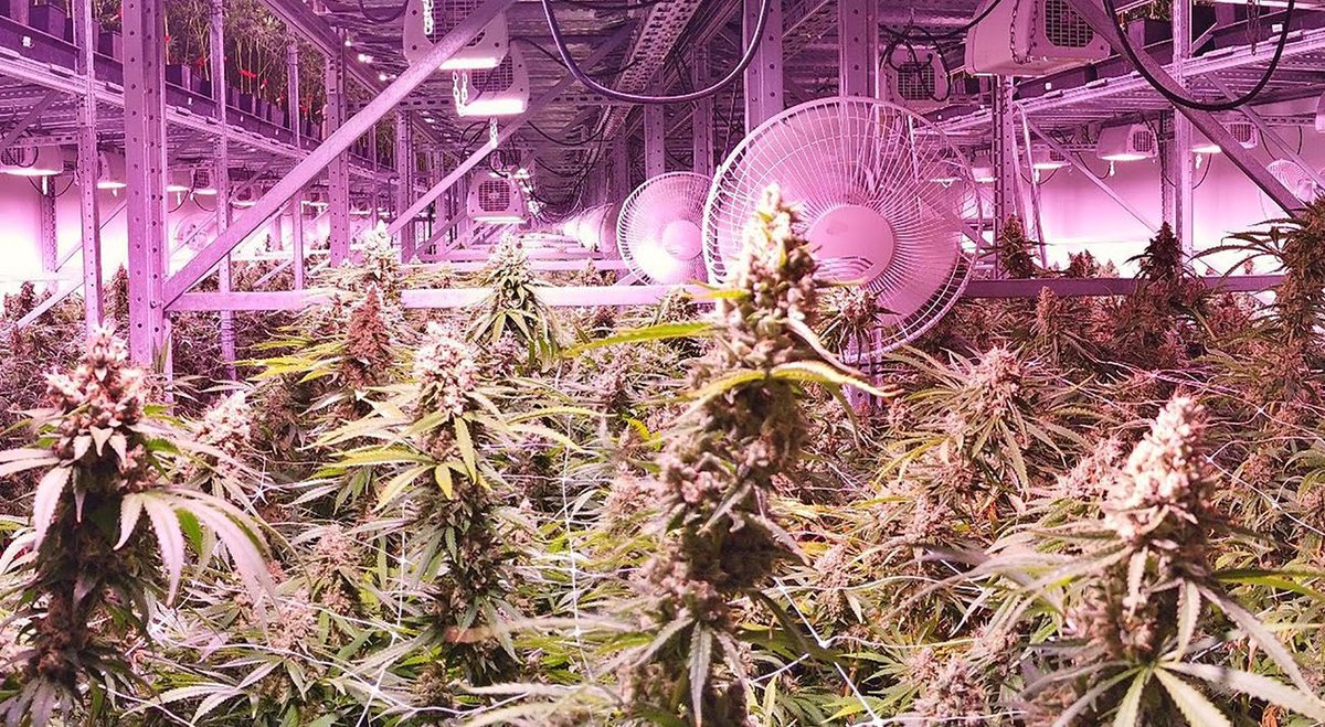 8 cannabis farming terms explained | National Cannabis News | Cannaus
