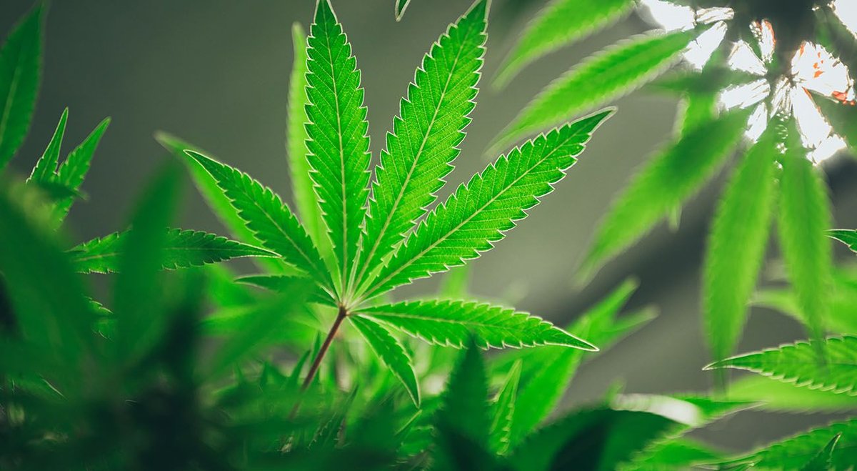 Australian cannabis communities bloom in recent years | National ...