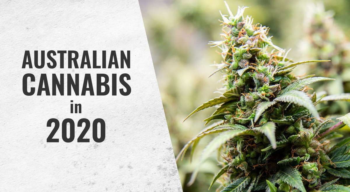 Cannabis in Australia - 2020 recap | National Cannabis News | Cannaus