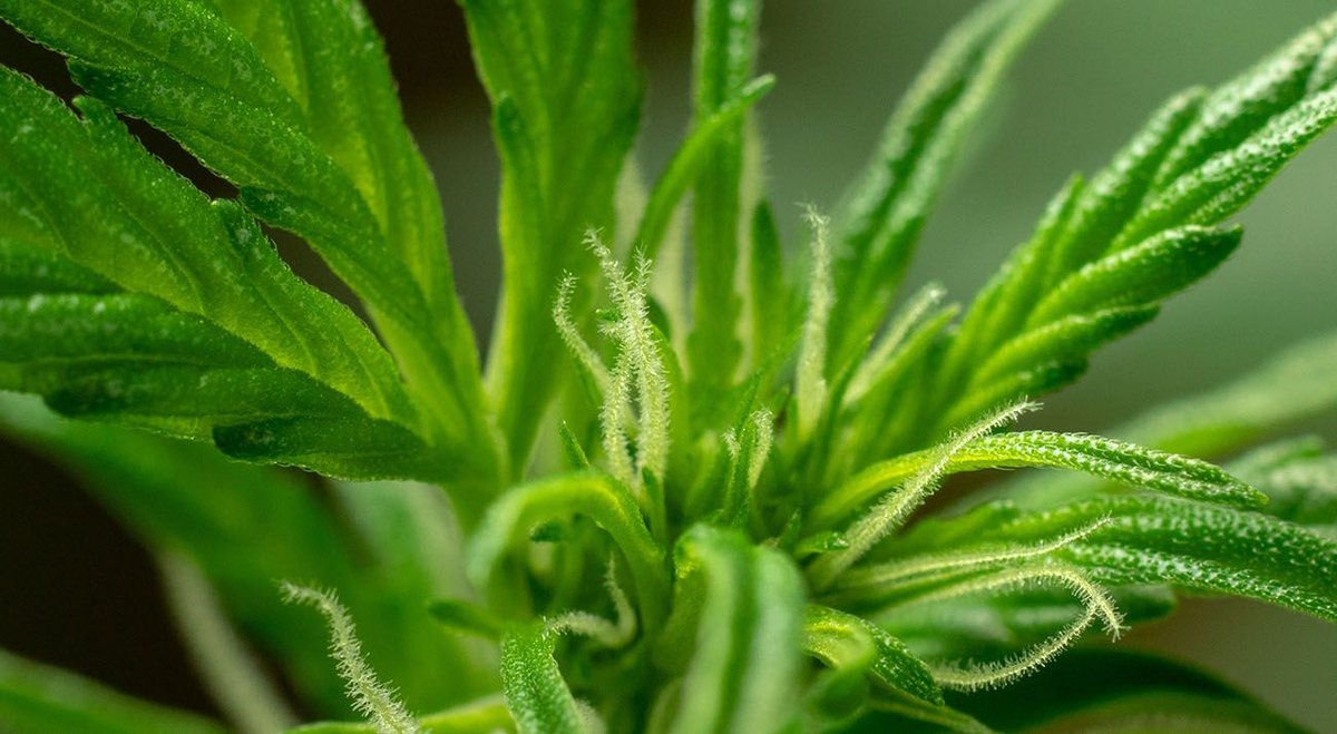 Elixinol Enters Australia’s Cannabis Market With PharmaCann Partnership ...