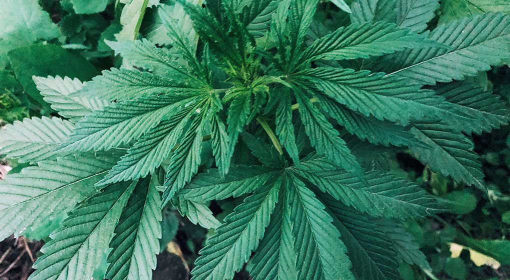 Why did Australia outlaw cannabis in 1926? | National Cannabis News ...